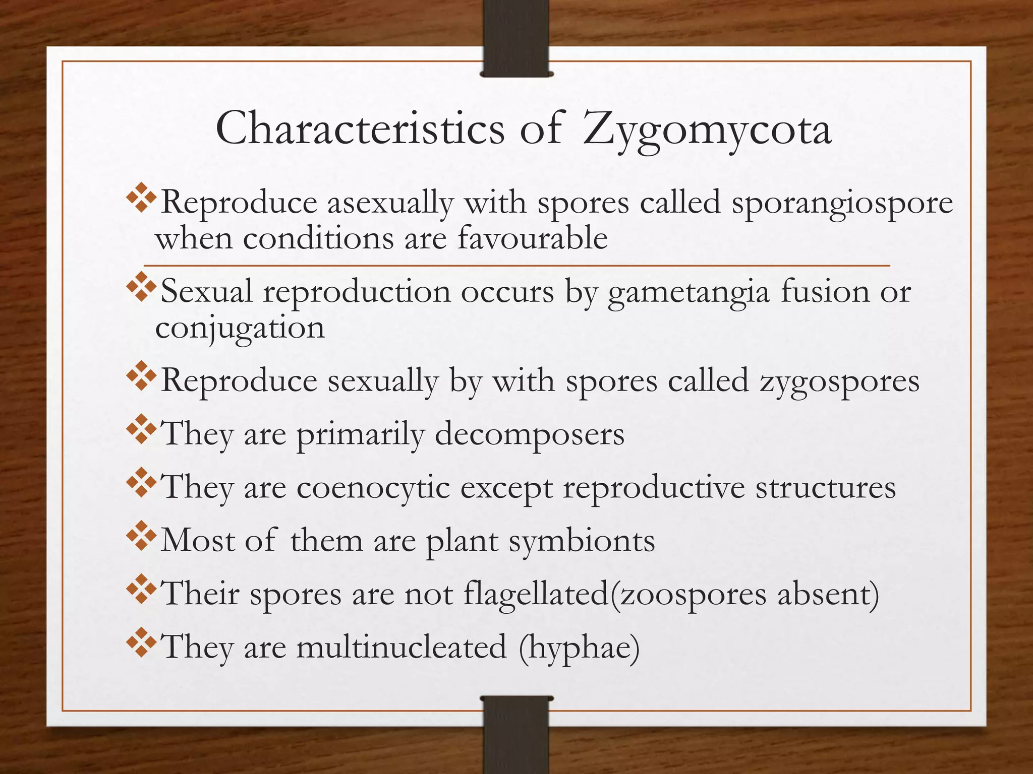 Phylum Zygomycota | PPT