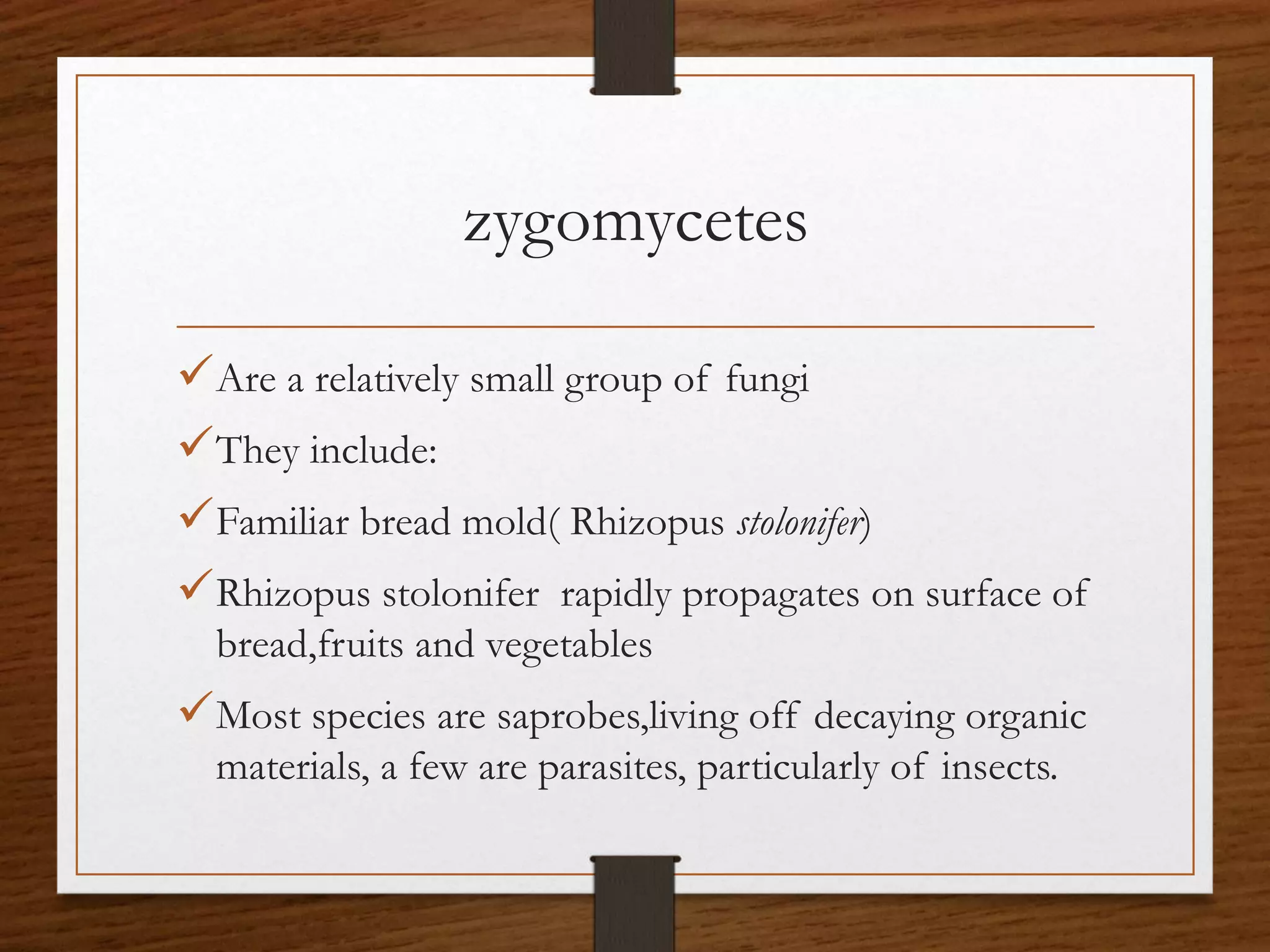 Phylum Zygomycota | PPT
