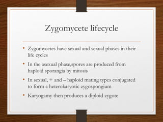 Phylum Zygomycota | PPT