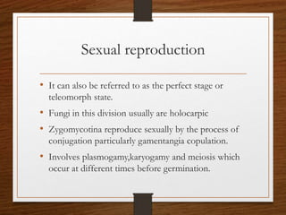 Phylum Zygomycota | PPT