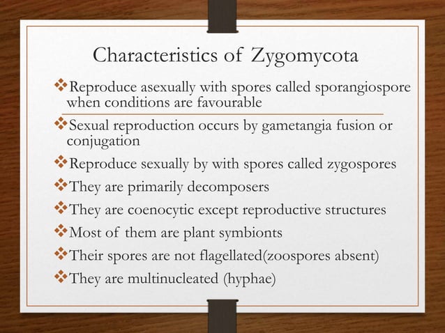 Phylum Zygomycota | PPT | Reproductive Health | Diseases and Conditions