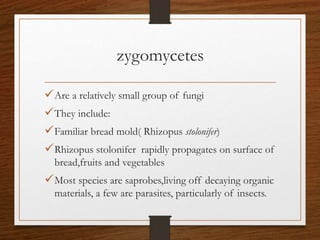 Phylum Zygomycota | PPT