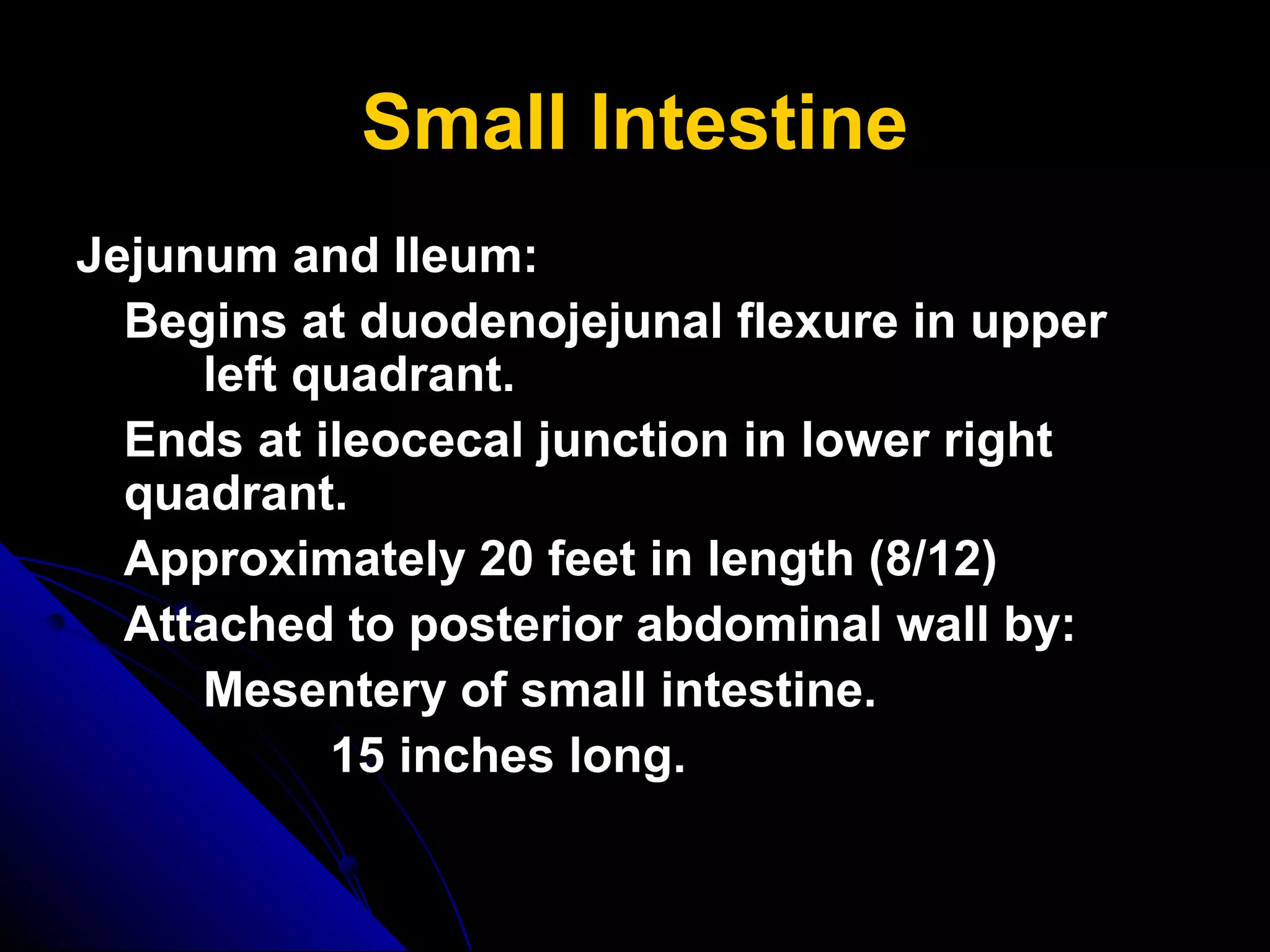 abdominal cavity | PPT