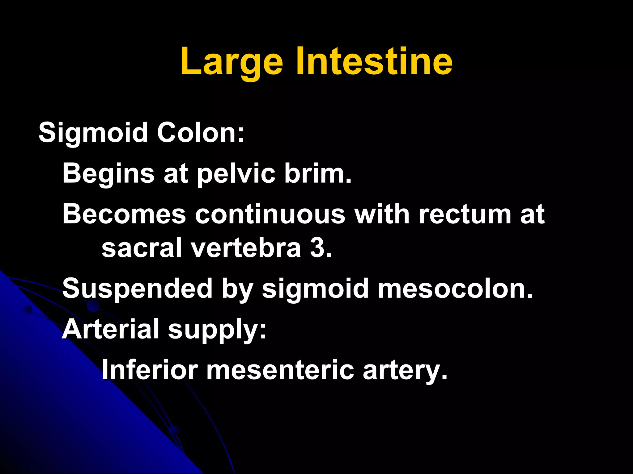 abdominal cavity | PPT