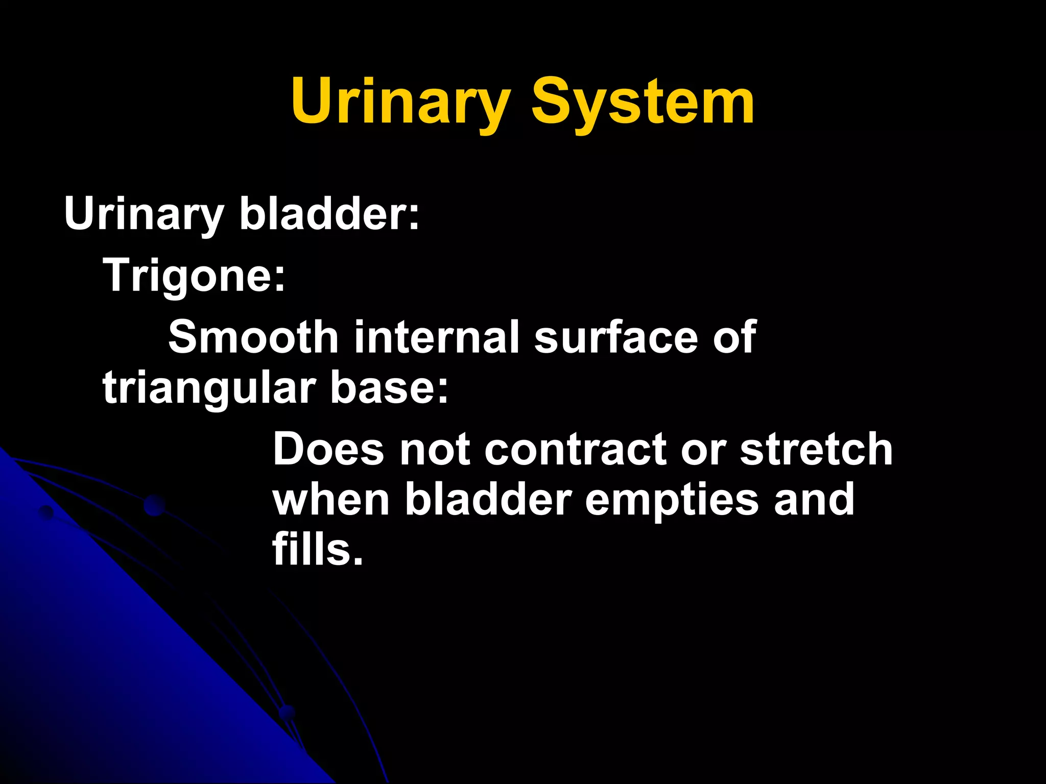 abdominal cavity | PPT