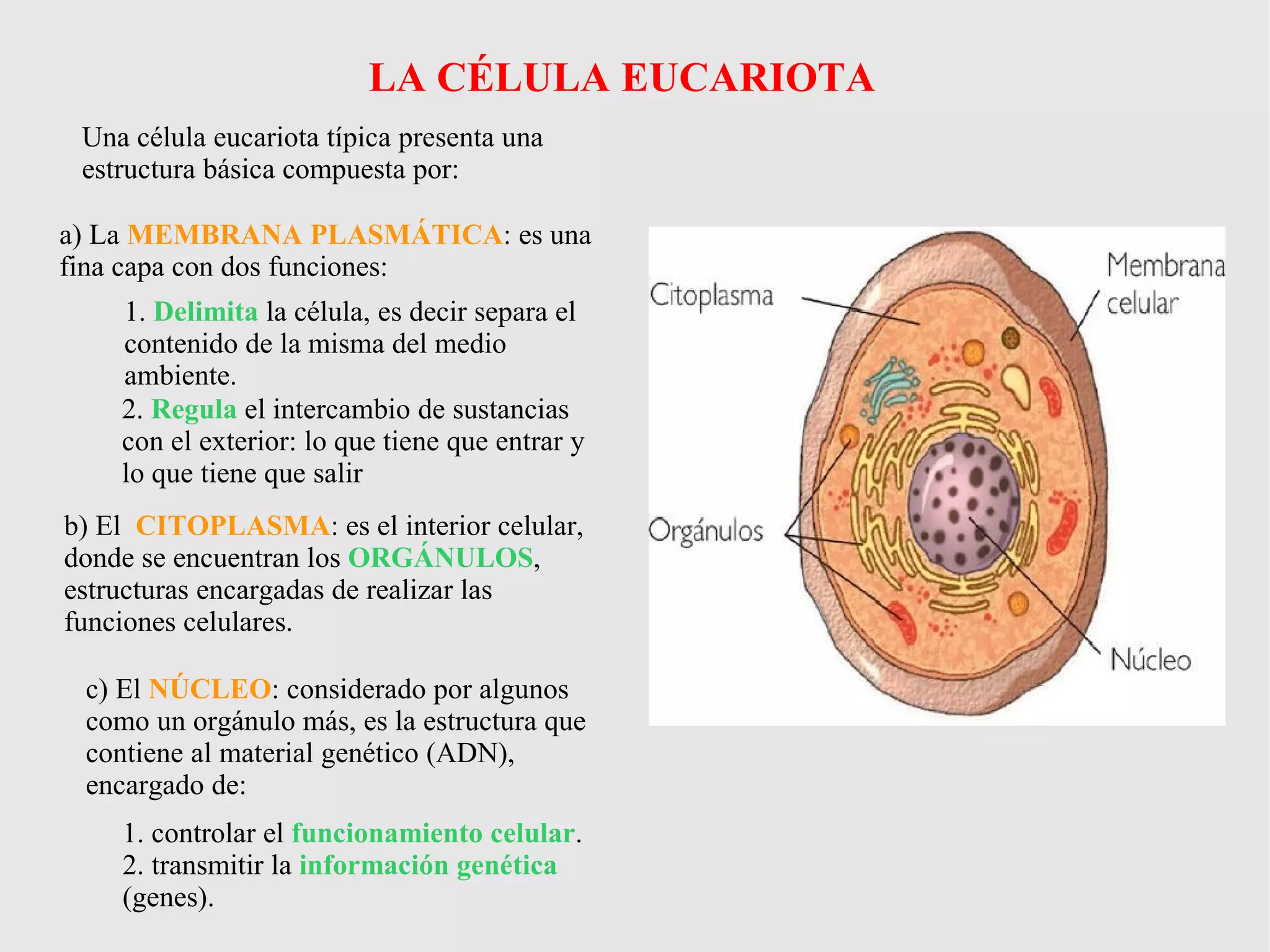 Presentación Tema 3. La célula y la teoría celular | PPT