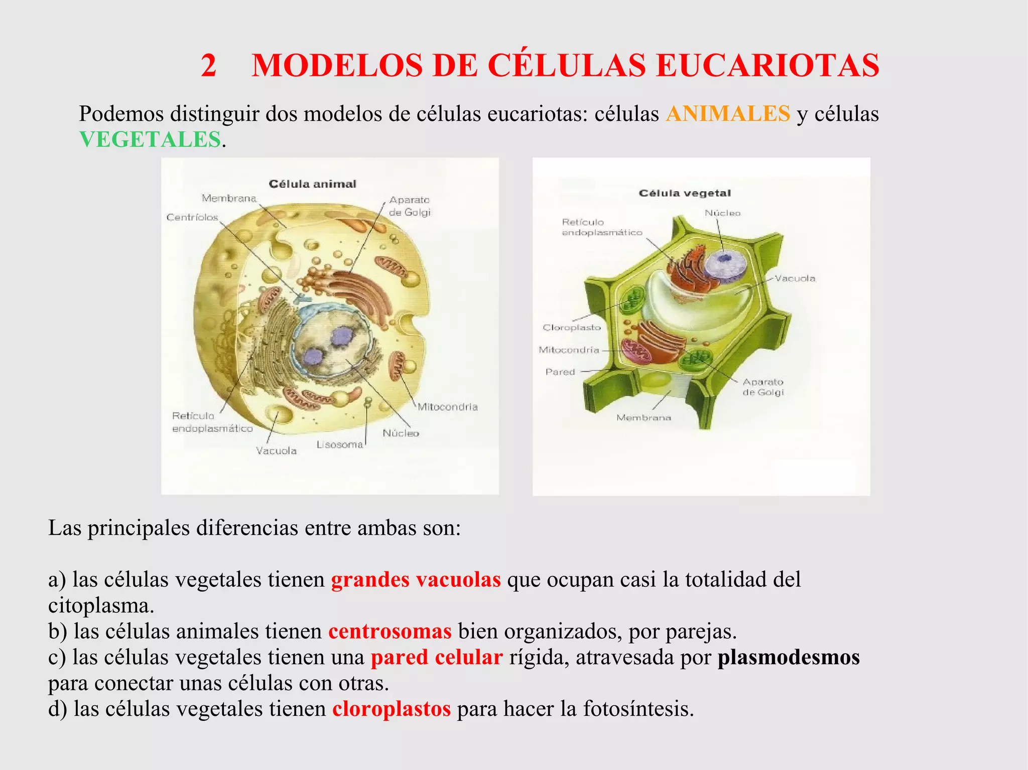 Presentación Tema 3. La célula y la teoría celular | PPT