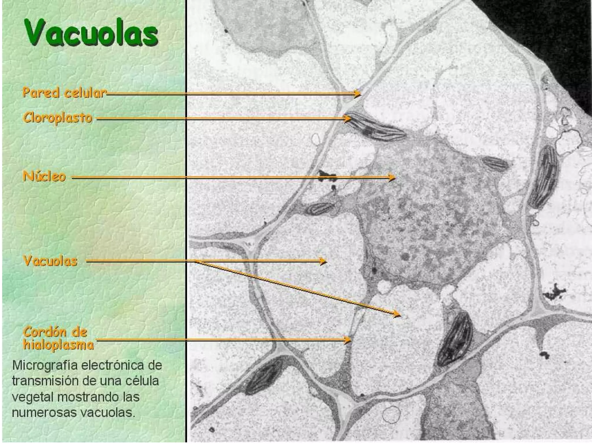 Presentación Tema 3. La célula y la teoría celular | PPT