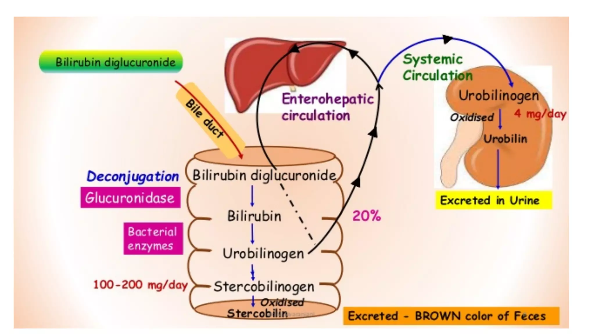 Haemoglobin metabolism and.its clinical applications pptx | PDF