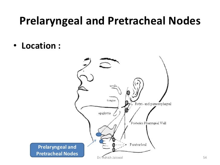 Lymphatic System & Cervical Lymph Nodes by Dr. Ashish jaiswal