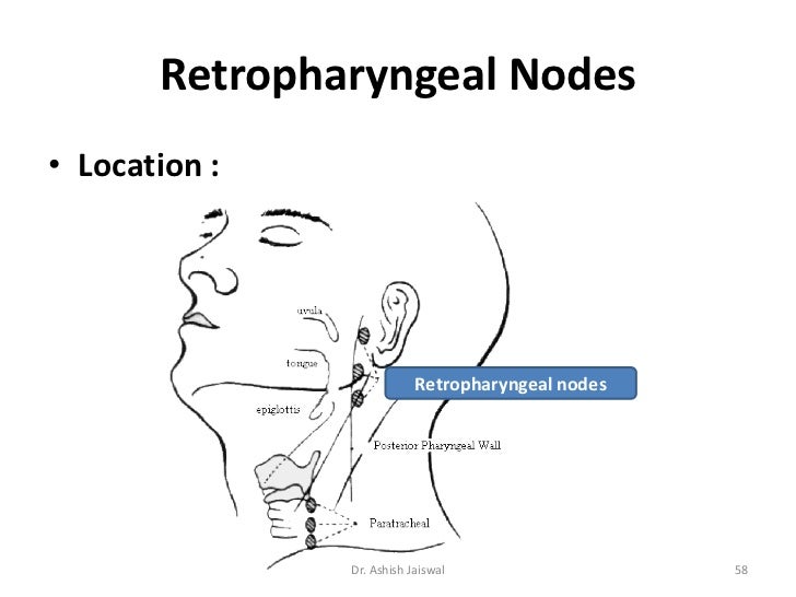 Lymphatic System & Cervical Lymph Nodes by Dr. Ashish jaiswal
