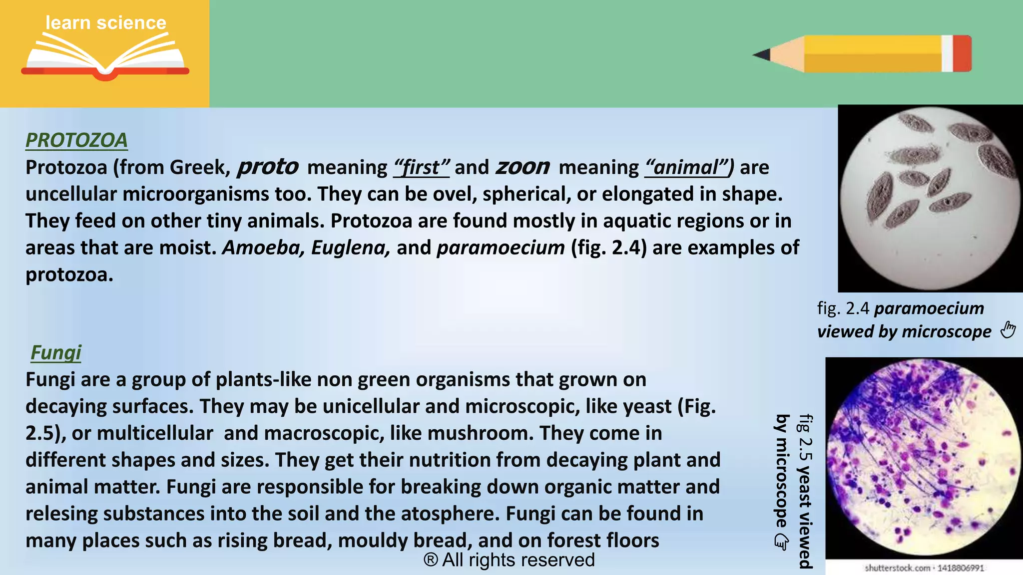 microorganism | PPTX