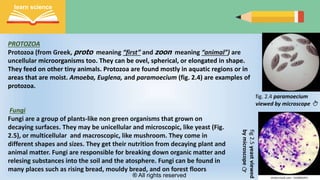 microorganism | PPTX