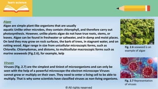 microorganism | PPTX