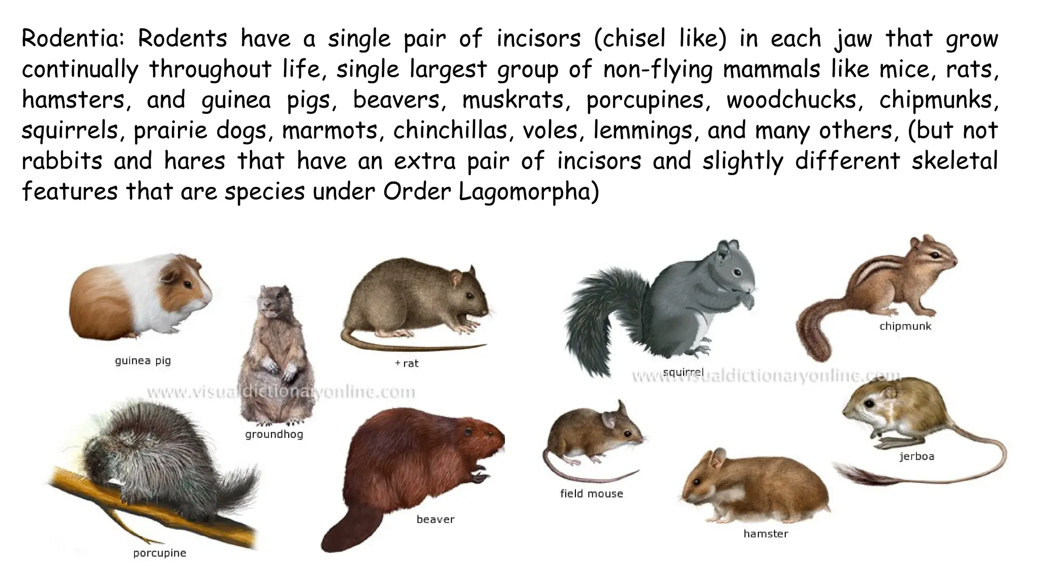 Taxonomic classification of Domestic Livestock – Domestication of farm ...