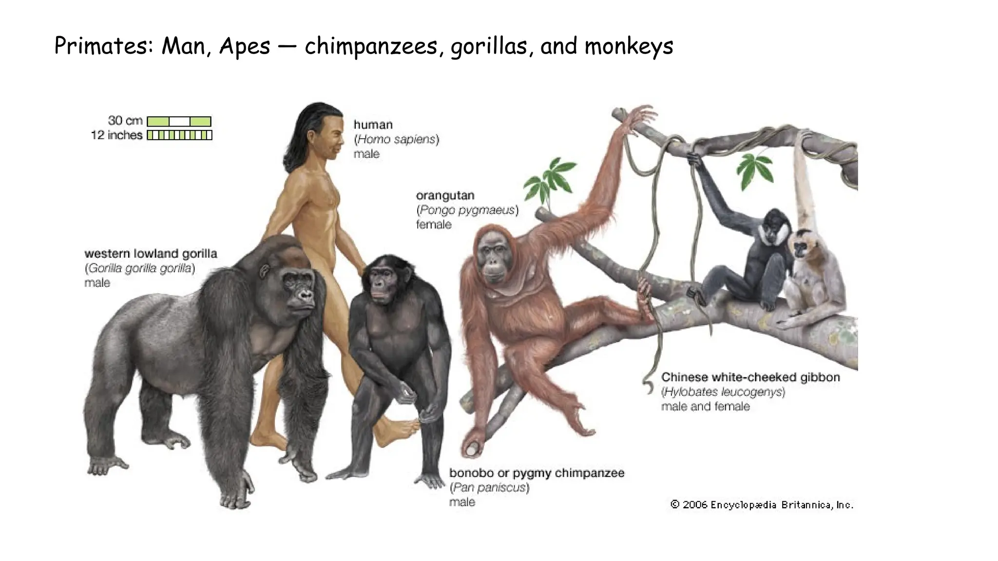 Taxonomic classification of Domestic Livestock – Domestication of farm ...