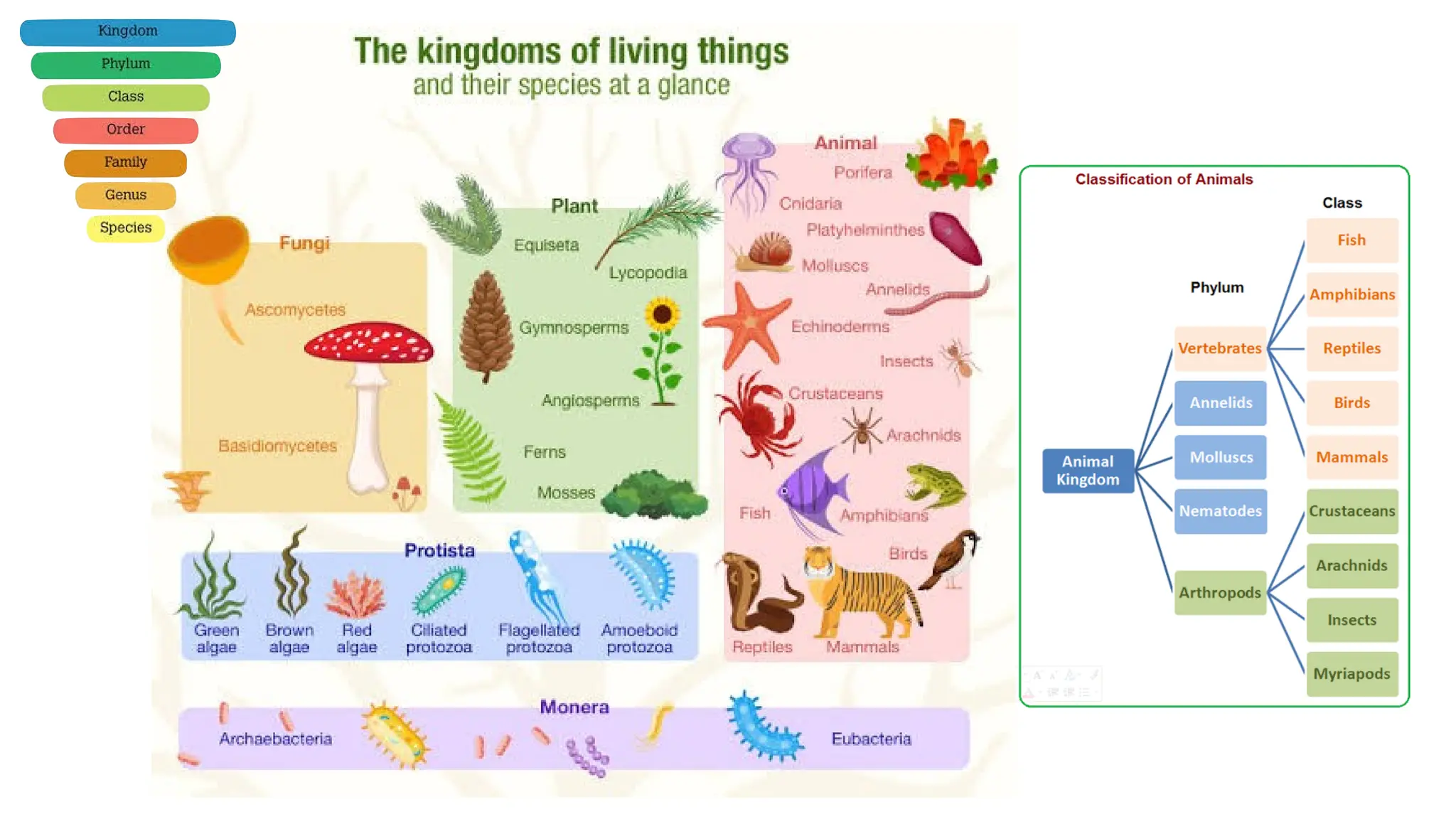 Taxonomic classification of Domestic Livestock – Domestication of farm ...