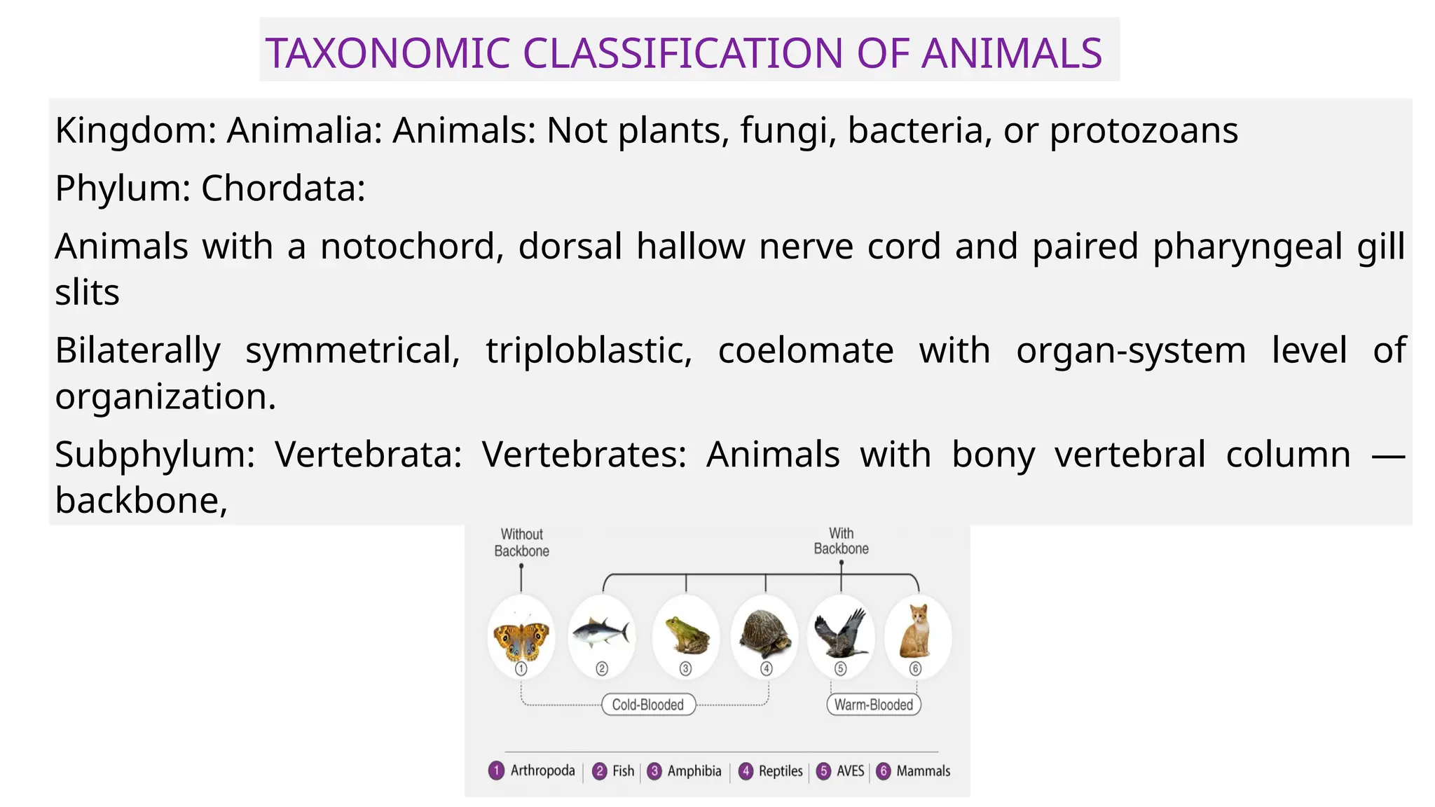 Taxonomic classification of Domestic Livestock – Domestication of farm ...