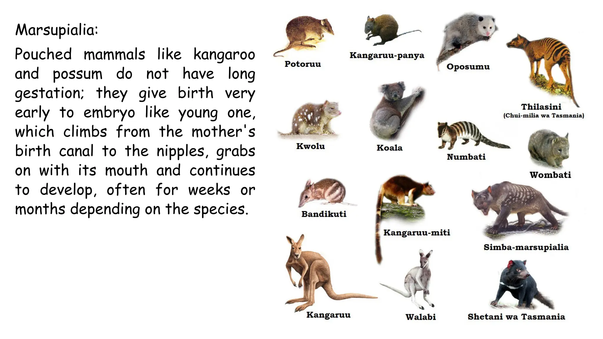 Taxonomic classification of Domestic Livestock – Domestication of farm ...