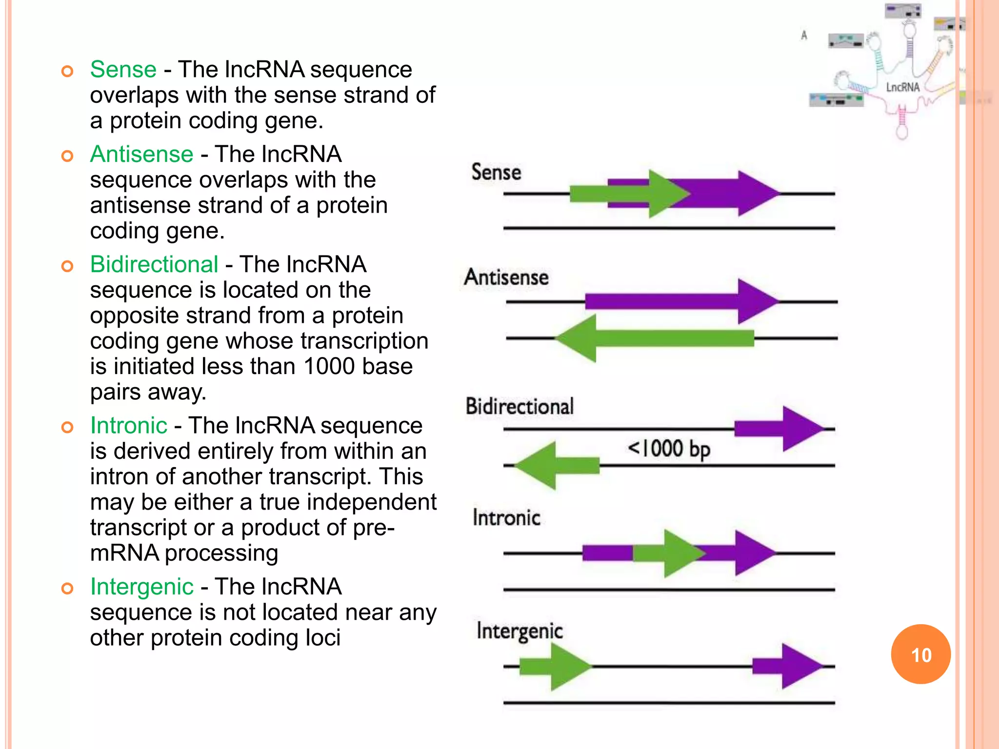 LncRNA (Long noncoding RNA) | PPSX