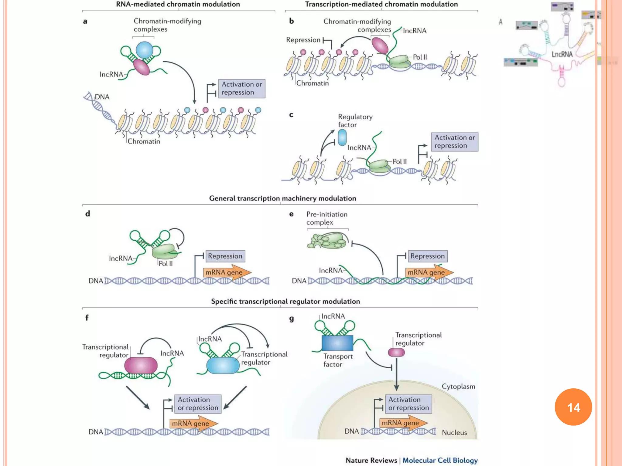 LncRNA (Long noncoding RNA) | PPSX