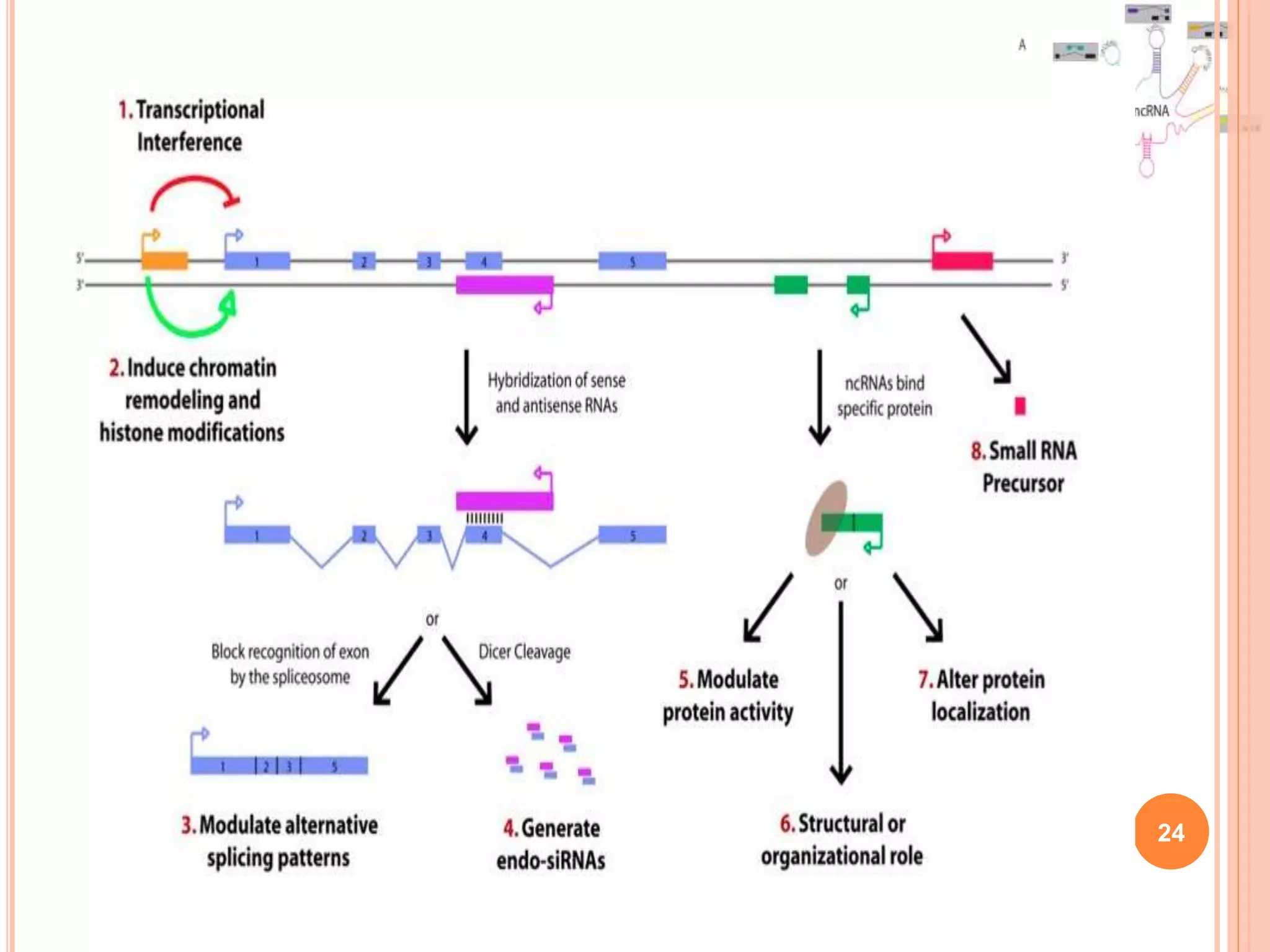 LncRNA (Long noncoding RNA) | PPSX