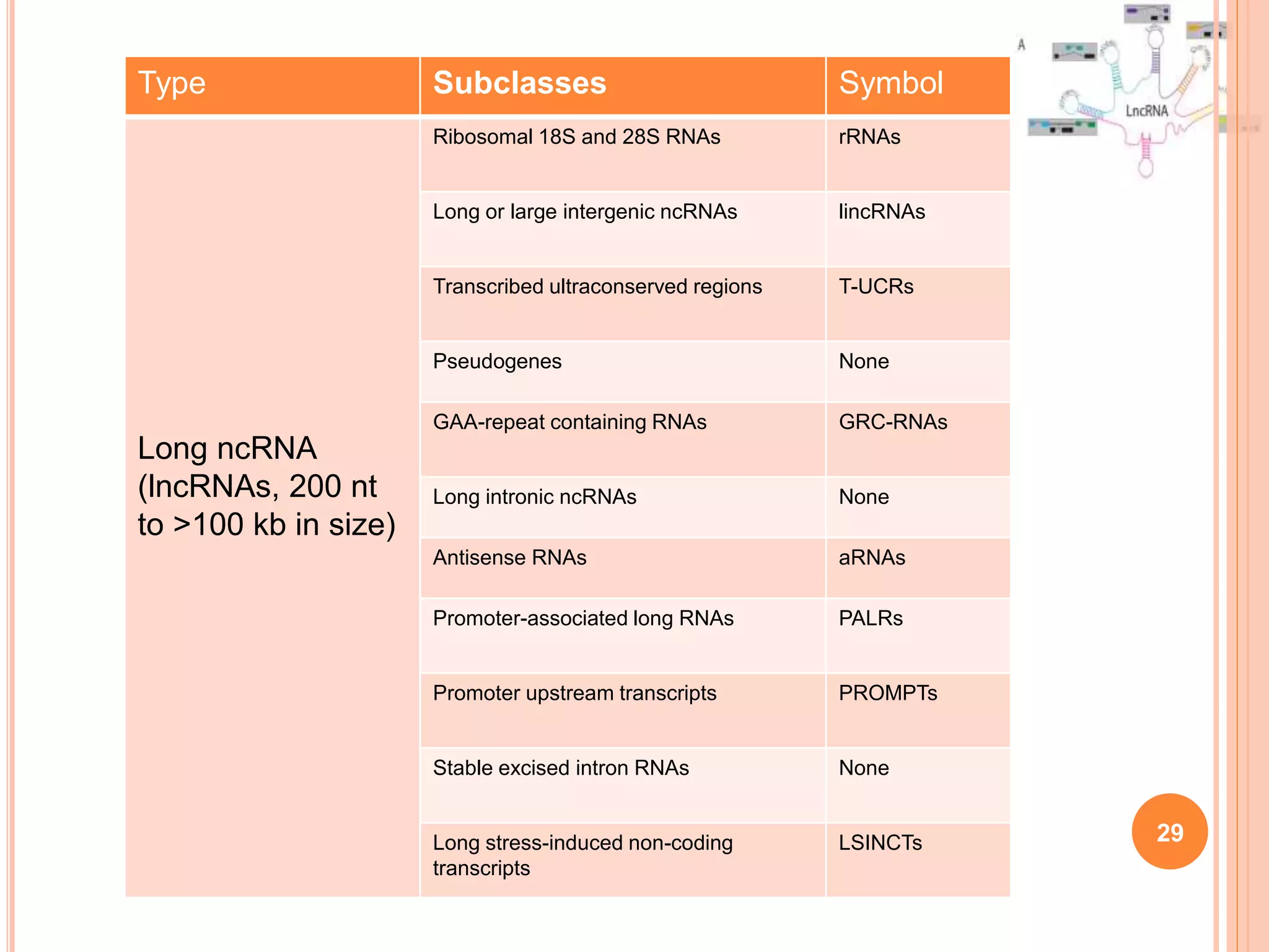 LncRNA (Long noncoding RNA) | PPSX