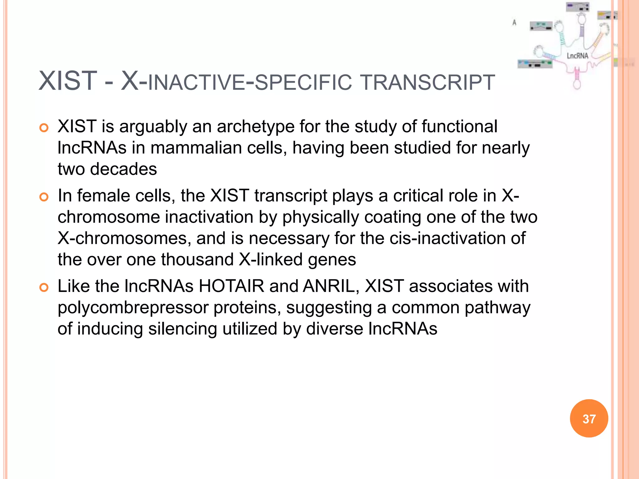 LncRNA (Long noncoding RNA) | PPSX