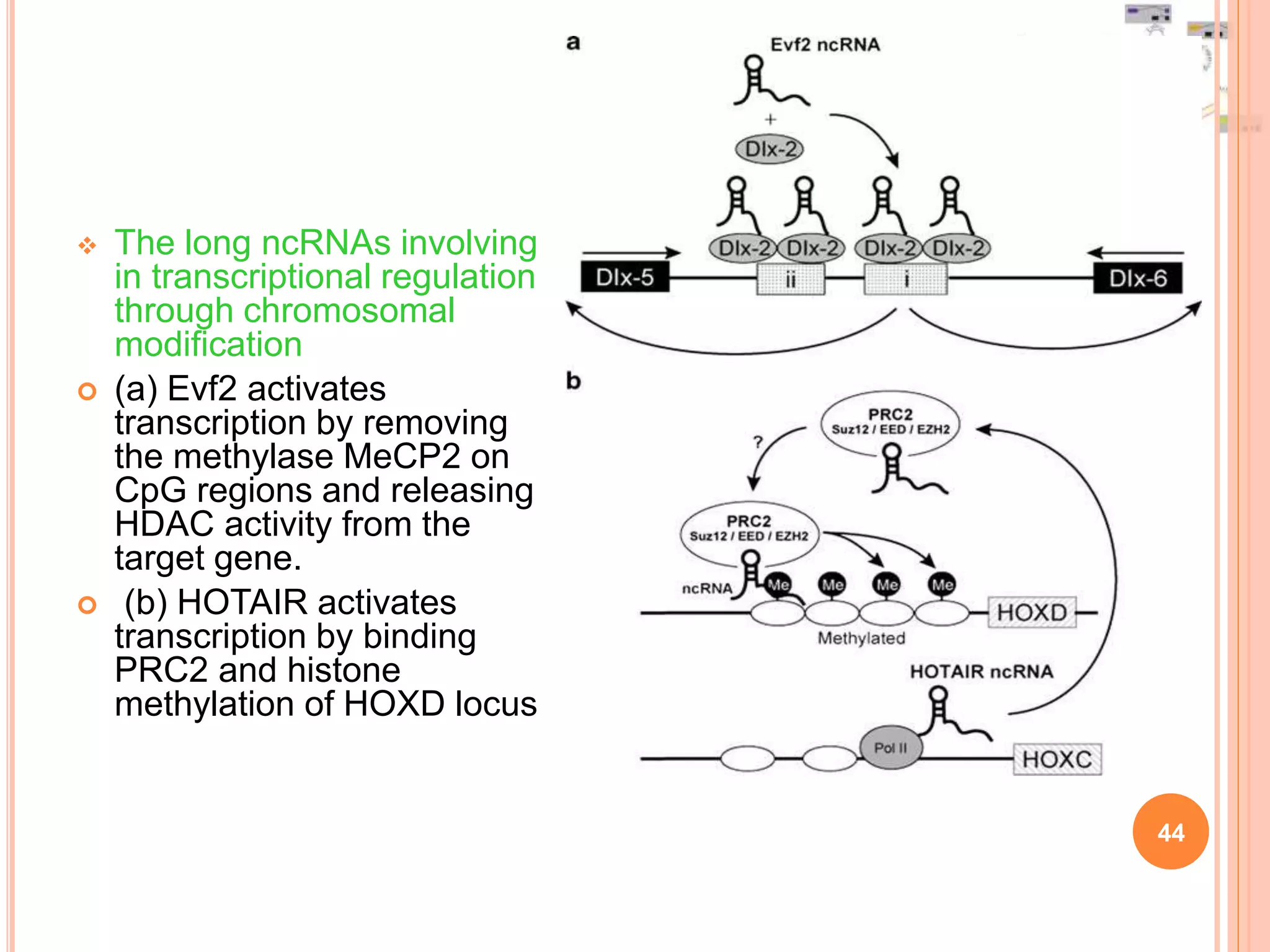 LncRNA (Long noncoding RNA) | PPSX