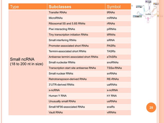 LncRNA (Long noncoding RNA) | PPSX