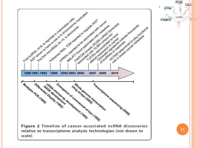 LncRNA (Long noncoding RNA) | PPSX