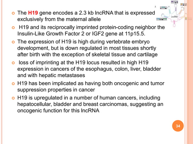 LncRNA (Long noncoding RNA) | PPSX