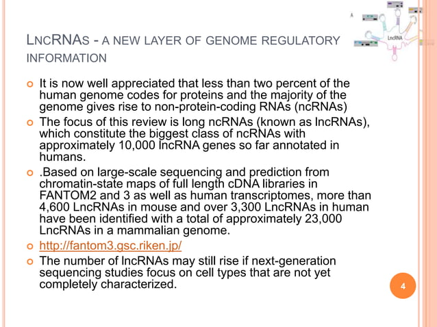 LncRNA (Long noncoding RNA) | PPSX