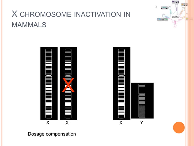 LncRNA (Long noncoding RNA) | PPSX