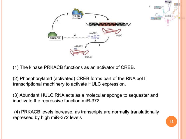 LncRNA (Long noncoding RNA) | PPSX