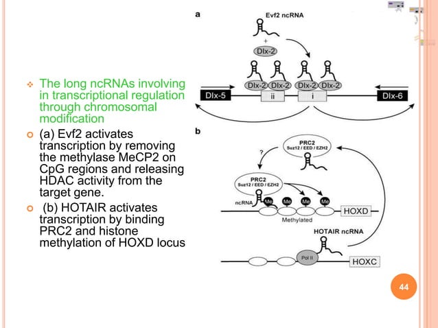 LncRNA (Long noncoding RNA) | PPSX