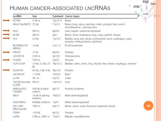 LncRNA (Long noncoding RNA) | PPSX