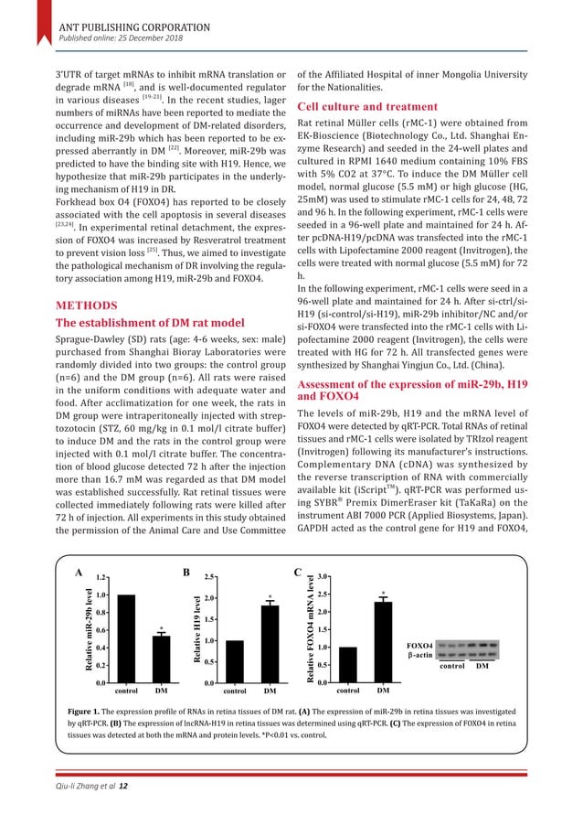 Lnc rna h19 induces retinal müller cell apoptosis via mir-29b foxo4 axis in diabetic retinopathy ...