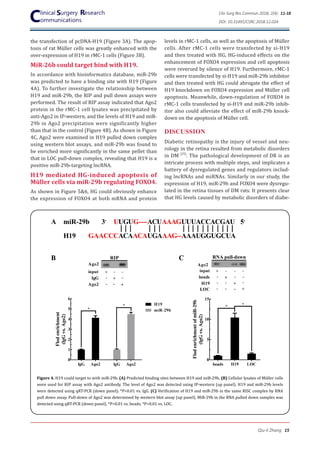 Lnc rna h19 induces retinal müller cell apoptosis via mir-29b foxo4 ...