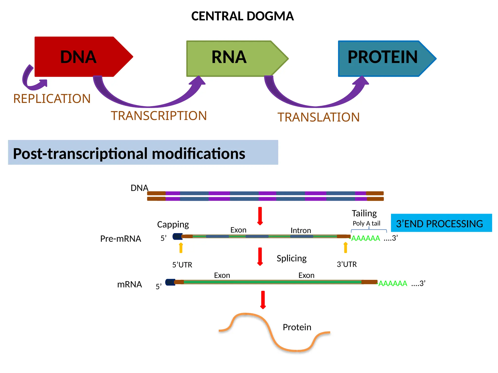 Mechanism of regulation of LncRNA in Myocyte | PPT