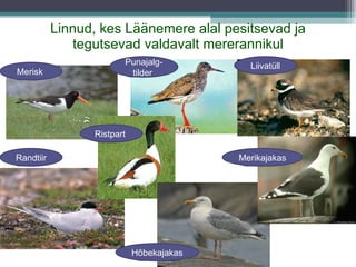 Läänemere linnud | PPT