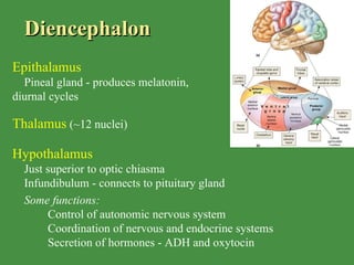 Reproductive System | PPT