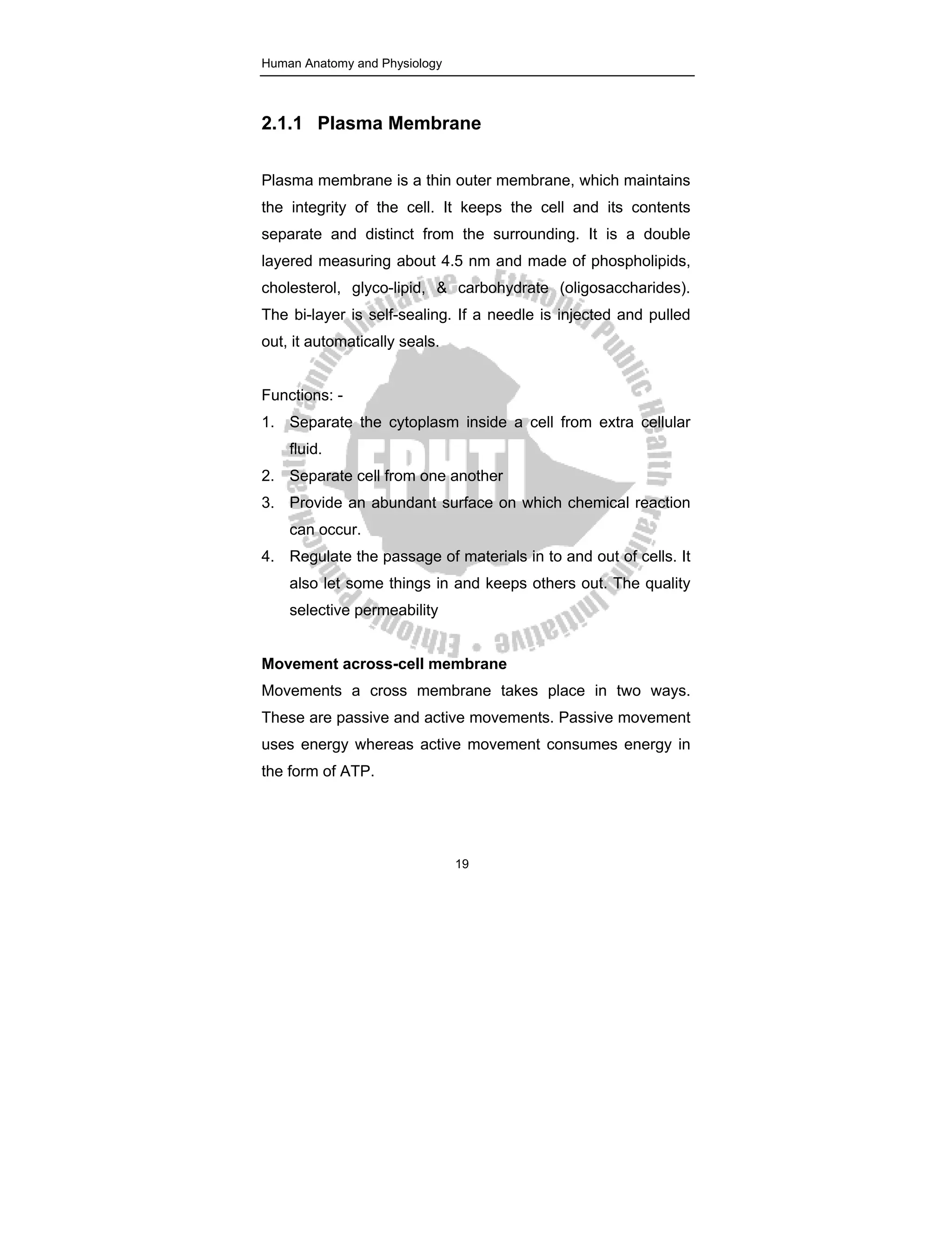 Human Anatomy And Physiology Lecture Pdf Pdf