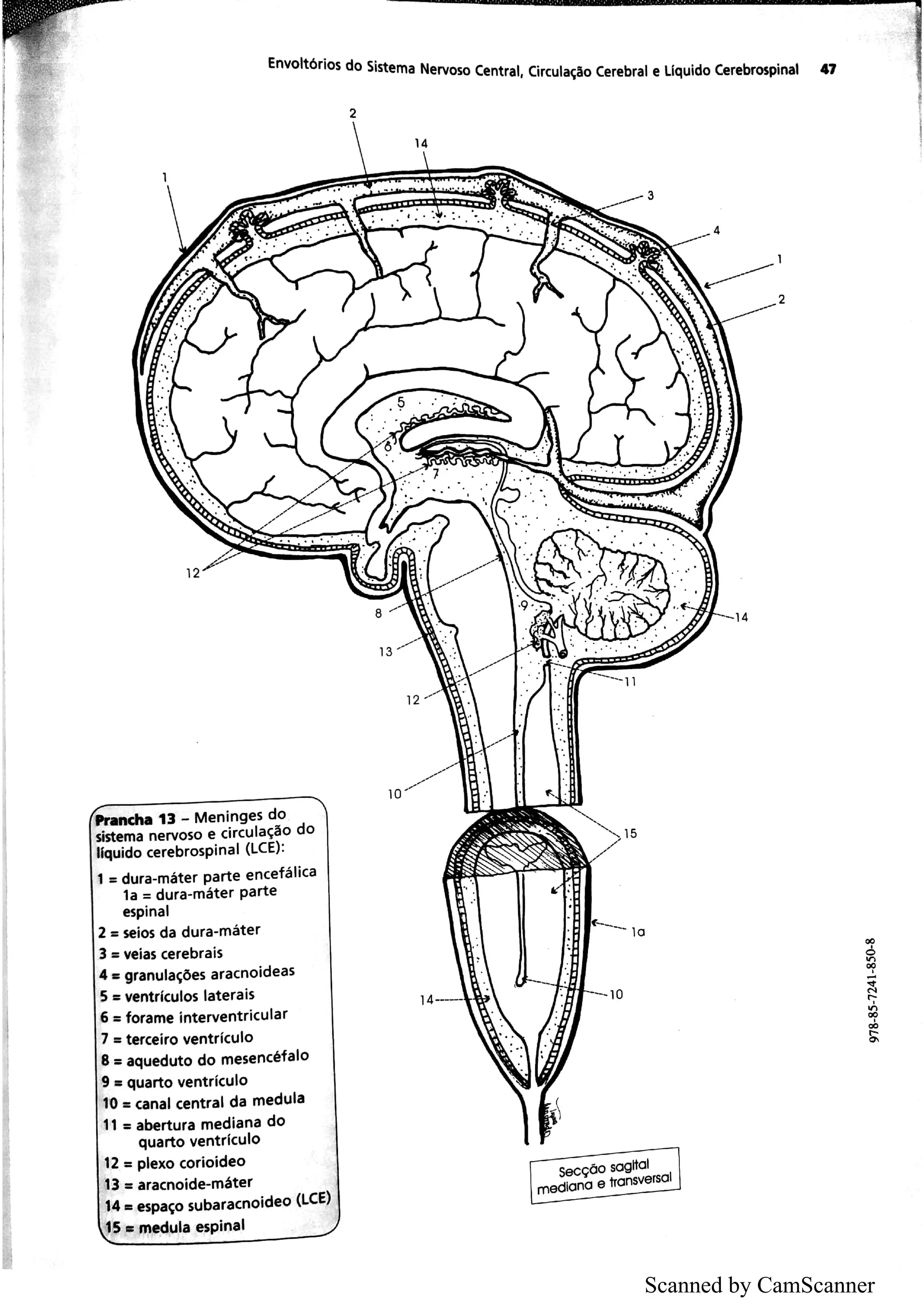 neuroanatomia_pintar_para_aprender.pdf