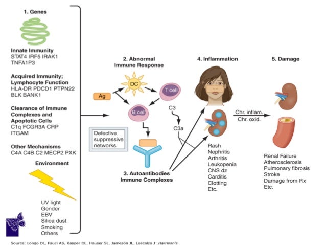 Pathophysiology of lupus nephritis