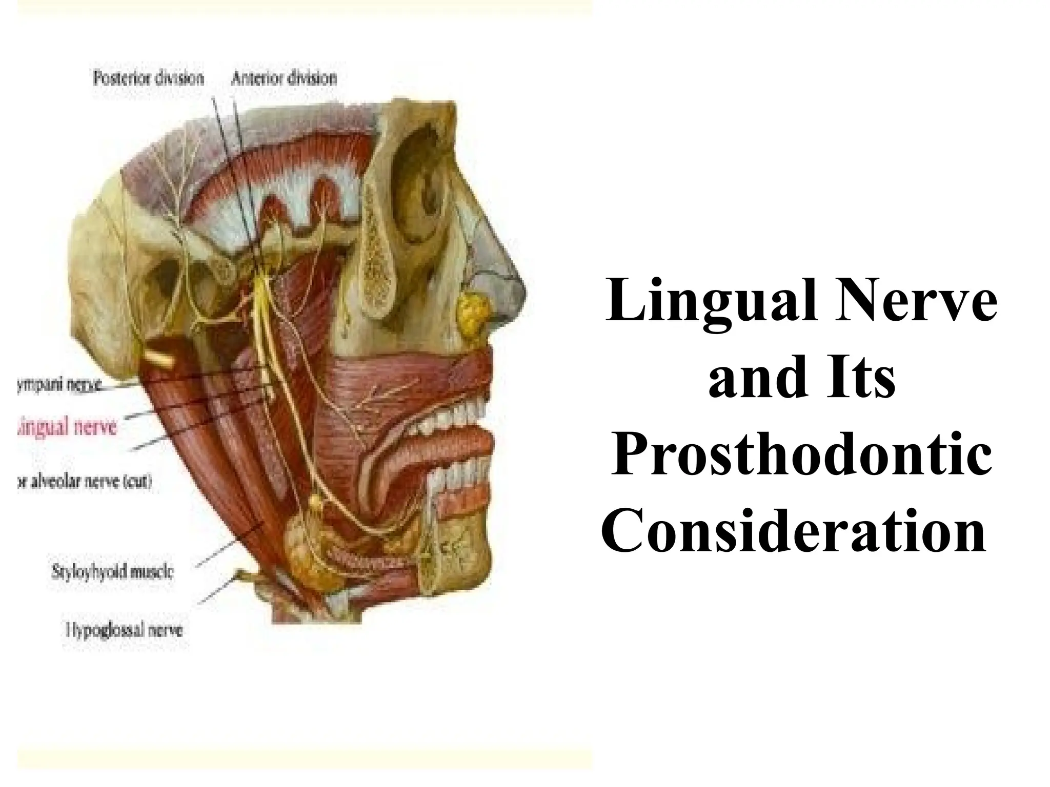 Lingual nerve and Its prosthodontic considerations | PPTX
