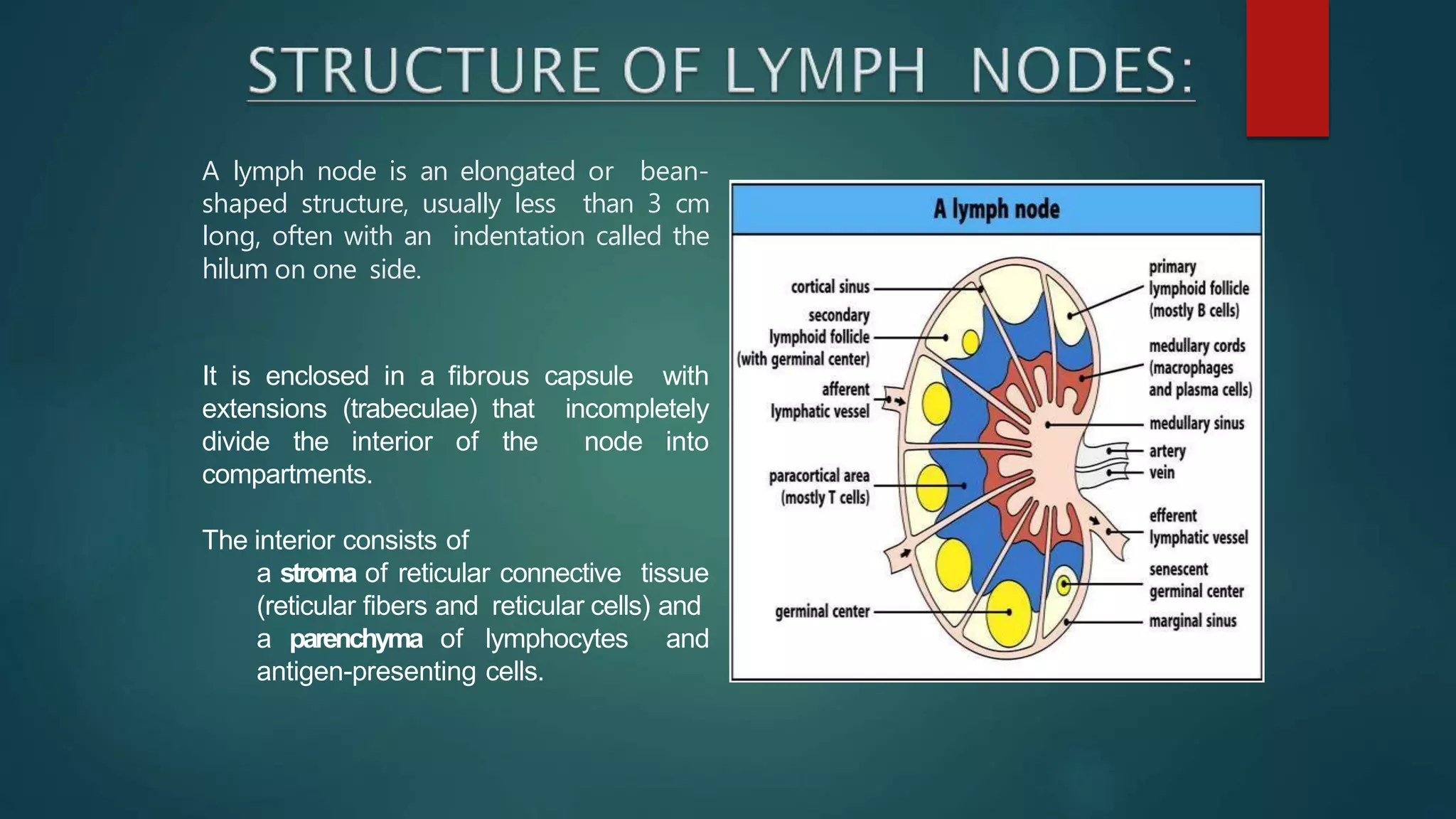 approach to lymph node cytology part 1 | PPTX | Cancer | Diseases and ...