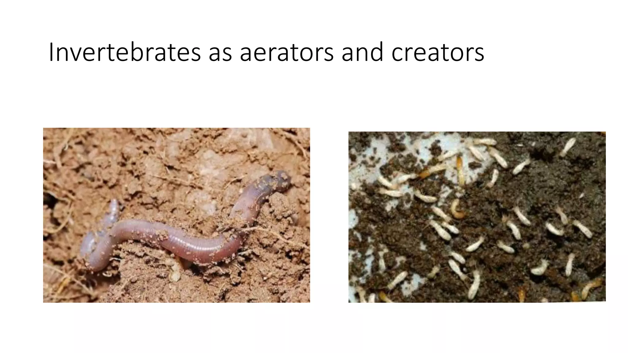 Economic importance of invertebrates | PPTX
