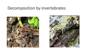 Economic importance of invertebrates | PPTX