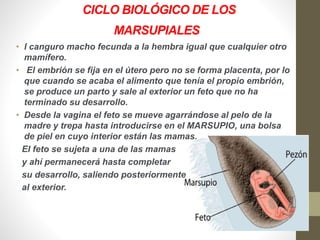 ciclo biológico de los seres vivos | PPTX